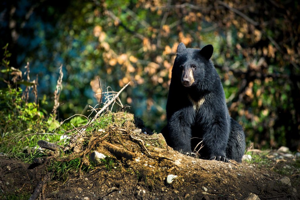 North British Columbia Circle Tour | Tours & Drives | Travel British ...