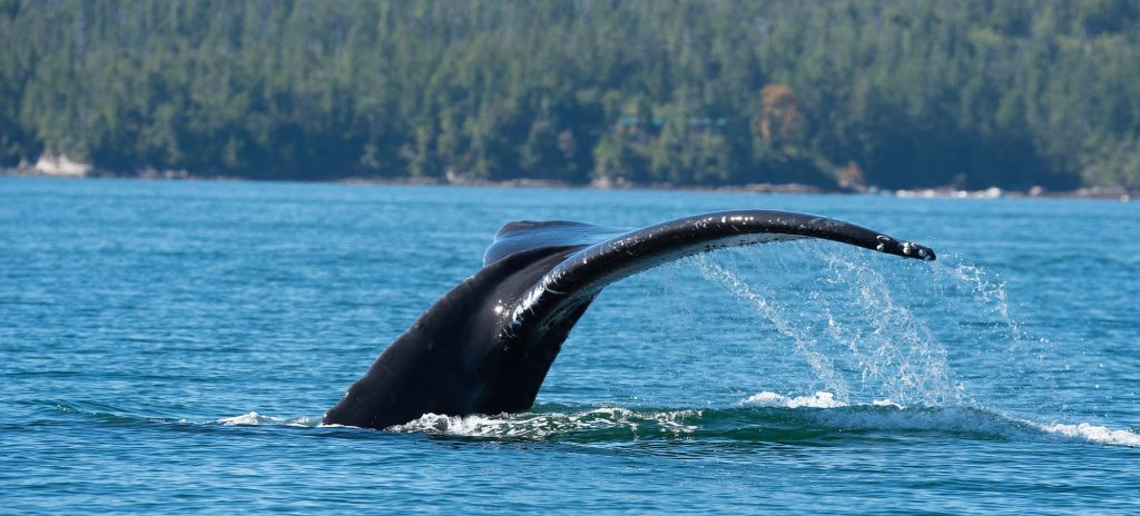 Fair Harbour | North Central Vancouver Island | Travel British Columbia