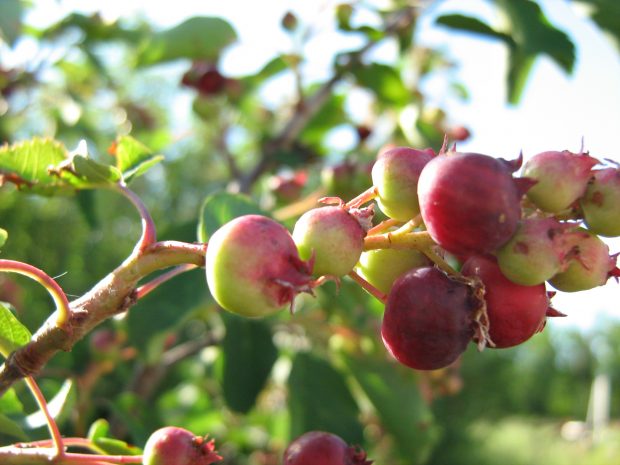 5 Popular Edible Berries & Plants in British Columbia | Travel British ...