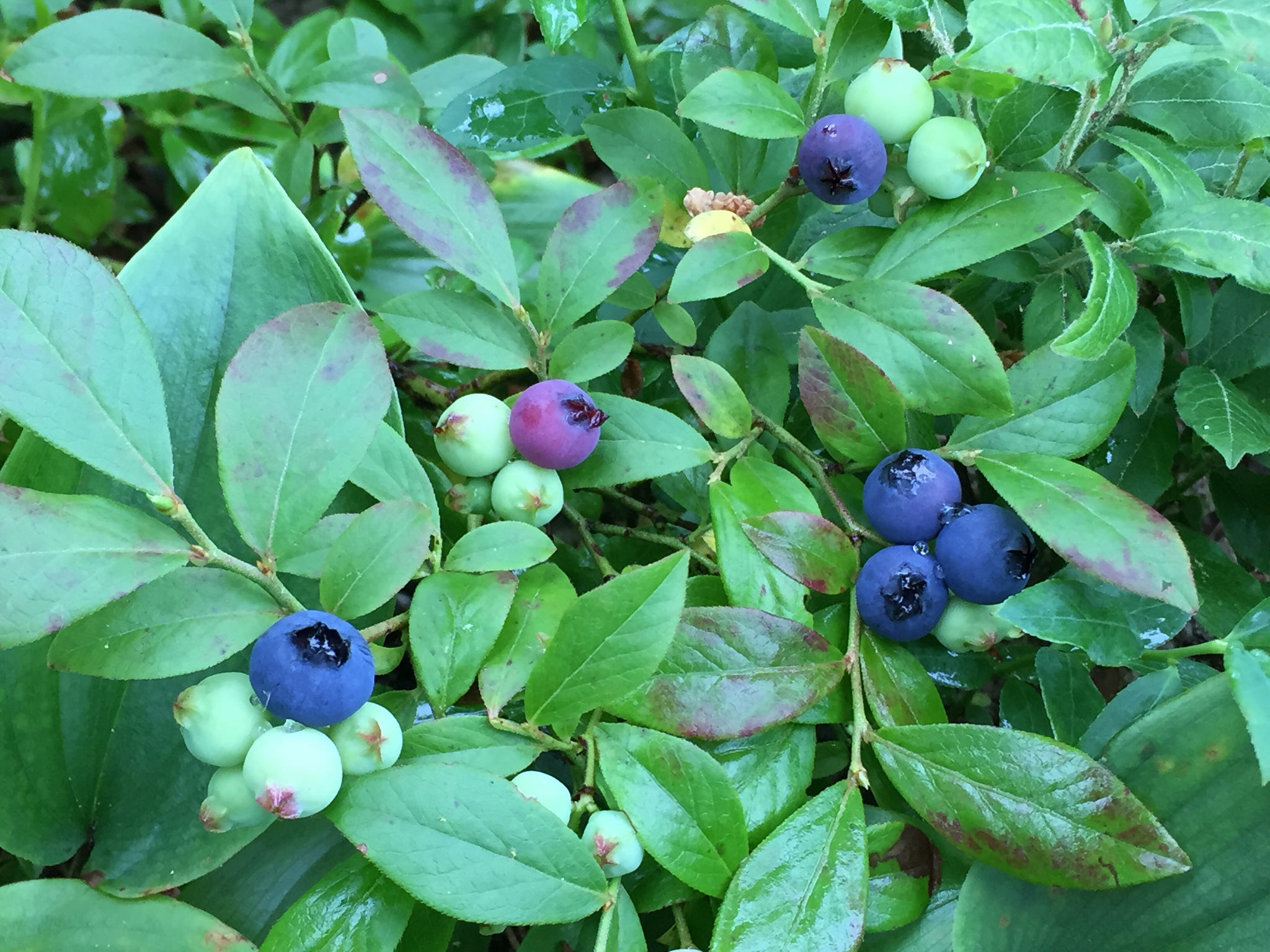5 Popular Edible Berries & Plants in British Columbia | Travel British ...