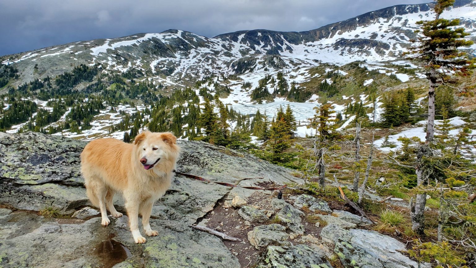 Hiking Trophy Meadows Trail in British Columbia's Wells Gray Provincial ...